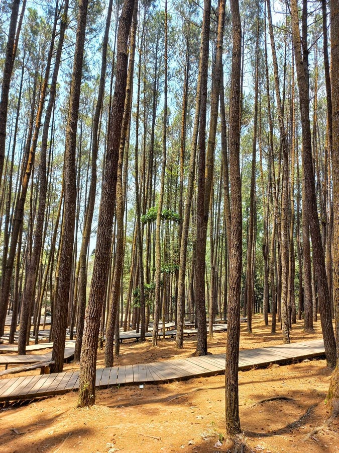 A Pine Forest on a Hill with a Wooden Pathway Running through it Stock ...