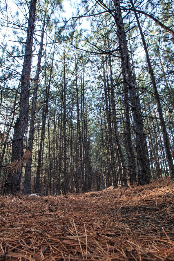 Pine Forest in a Hilly Area on a Sunny Day Stock Image - Image of ...