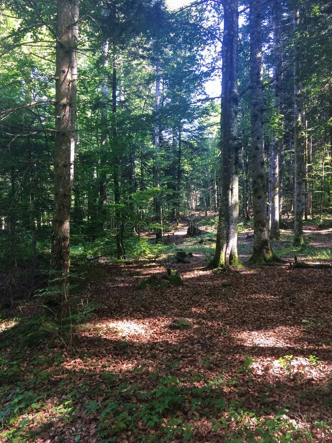 Pine Forest Inside at Sunny Day Stock Photo - Image of inside, color ...