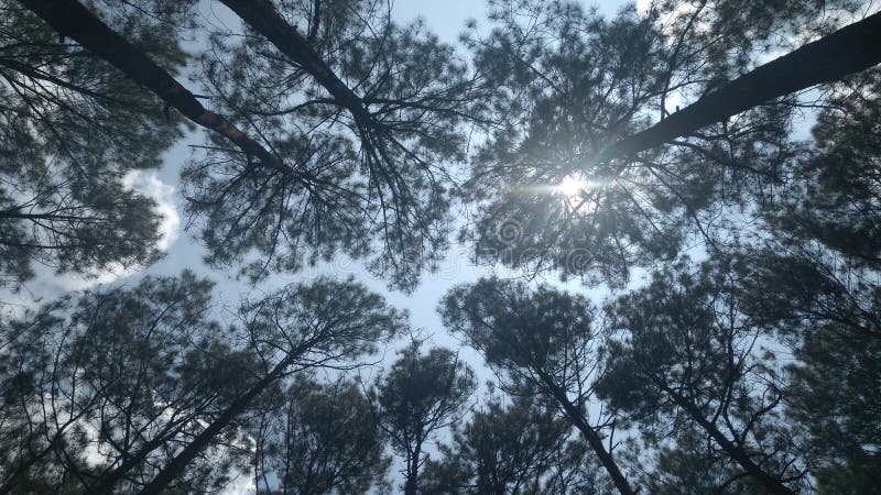 Pine Forest at Jogja Indonesia Stock Image - Image of forest, pine ...