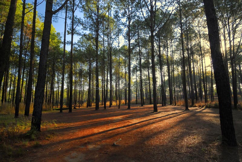East Texas Pine Plantation stock photo. Image of plantation - 2016530