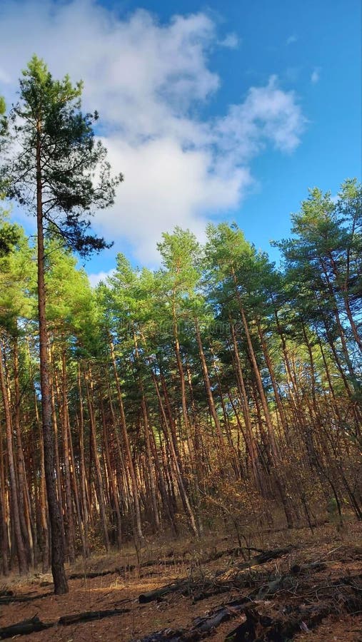 Pine Forest Landscape. Concept of Forestry, Care for Environment ...