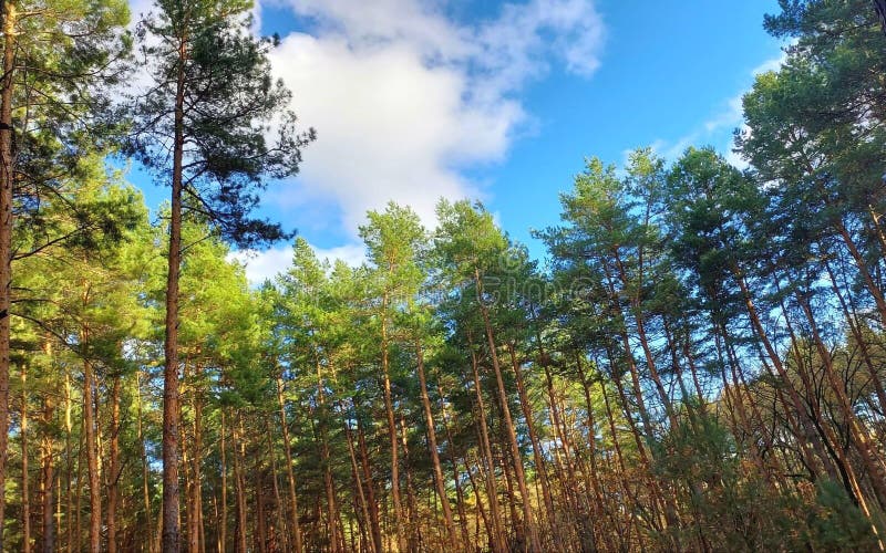 Pine Forest Landscape. Concept of Forestry, Care for Environment Stock ...