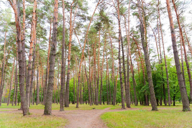 Pine forest landscape stock image. Image of outdoor - 257063887