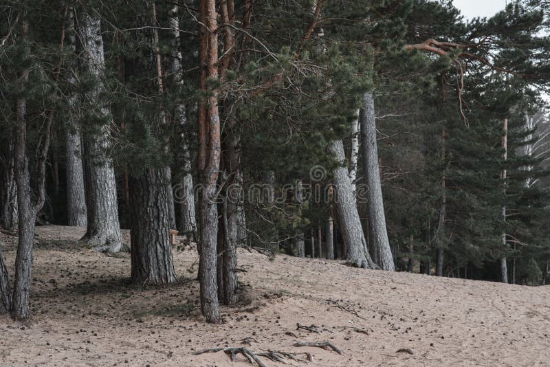 .pine Forest Landscape Inside View Stock Photo - Image of coniferous ...