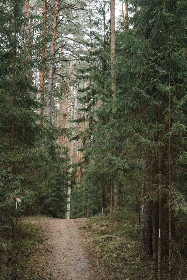 .pine Forest Landscape Inside View Stock Photo - Image of beautiful ...