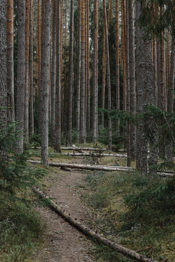 .pine Forest Landscape Inside View Stock Photo - Image of floor, summer ...