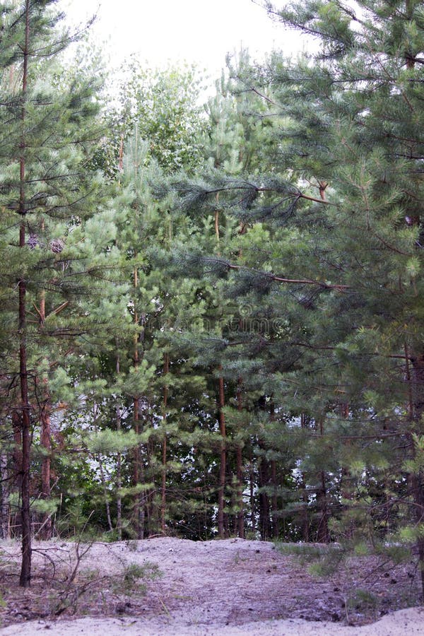 Pine Forest Landscape. Photo of the Forest Stock Image - Image of ...