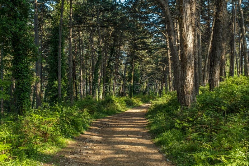 Pine Forest Landscape with Road Stock Image - Image of path ...