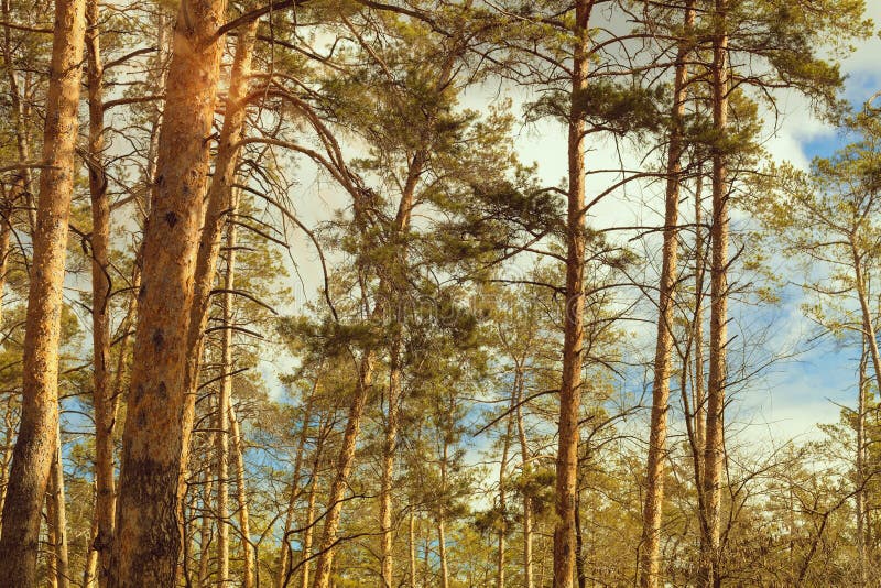 Pine Forest Landscape, Window View. the Sun through the Crowns of Tree ...