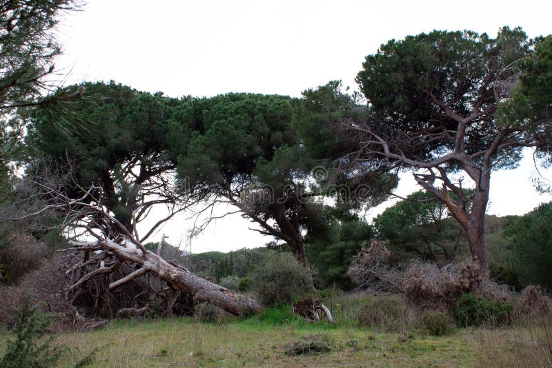 Wind Blowing Pine Trees