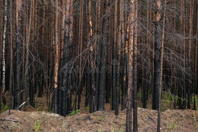 Pine Forest after Large-scale Fire. Landscape of a Burnt Forest. Dead ...