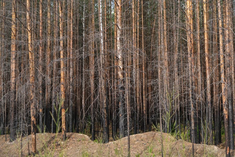 Pine Forest after Large-scale Fire. Landscape of a Burnt Forest. Dead ... Pine Forest after Large-scale Fire. Landscape of a Burnt Forest. Dead ...