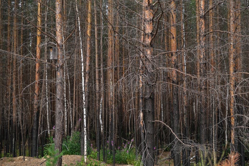 Pine Forest after Large-scale Fire. Landscape of a Burnt Forest. Dead ... Pine Forest after Large-scale Fire. Landscape of a Burnt Forest. Dead ...