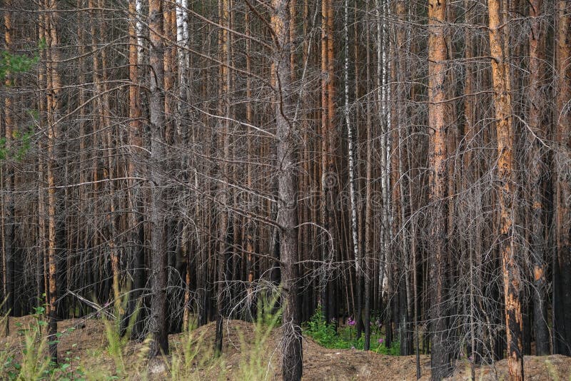 Pine Forest after Large-scale Fire. Landscape of a Burnt Forest. Dead ... Pine Forest after Large-scale Fire. Landscape of a Burnt Forest. Dead ...