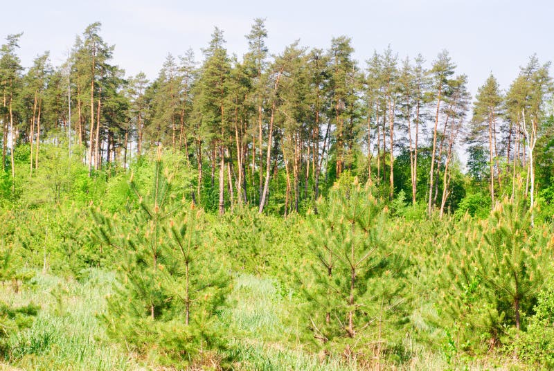 Line of pine trees stock photo. Image of trees, growth - 99420604
