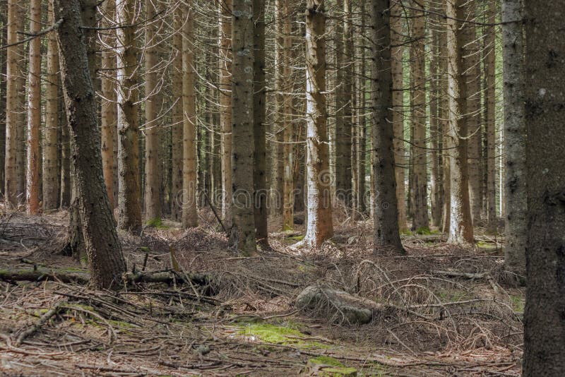 Underbrush and shadows stock image. Image of forests - 120157817