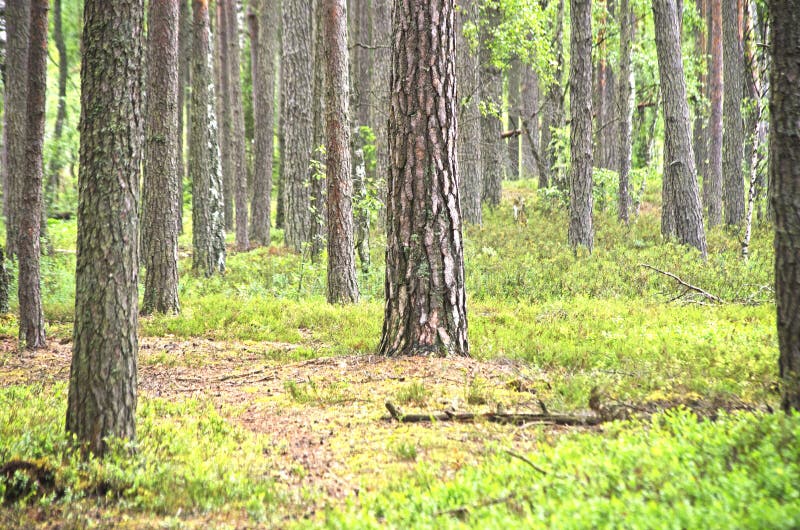 Pine forest in lithuania stock photo. Image of forest - 119703880