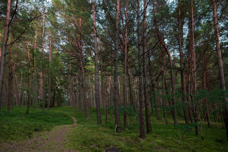 Pine Forest in Lithuania with Morning Sunrise Light on the Trunksand ...
