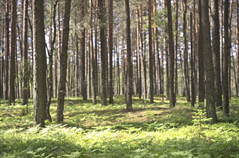 Pine forest, Lithuania stock photo. Image of leaf, summer - 122659752