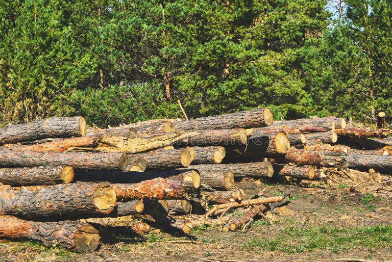 Pine Forest Logging, Poaching, Environmental Damage To Nature and the ...