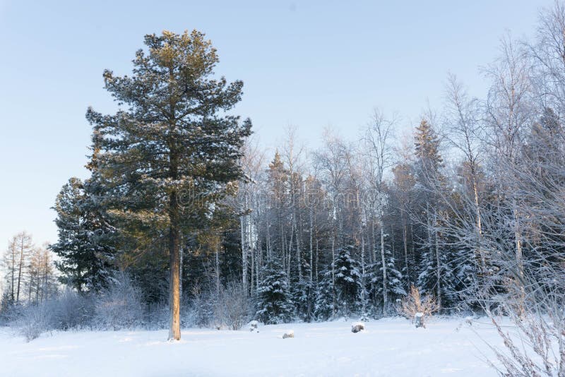 Pine forest stock image. Image of forest, siberia, lone - 80879527