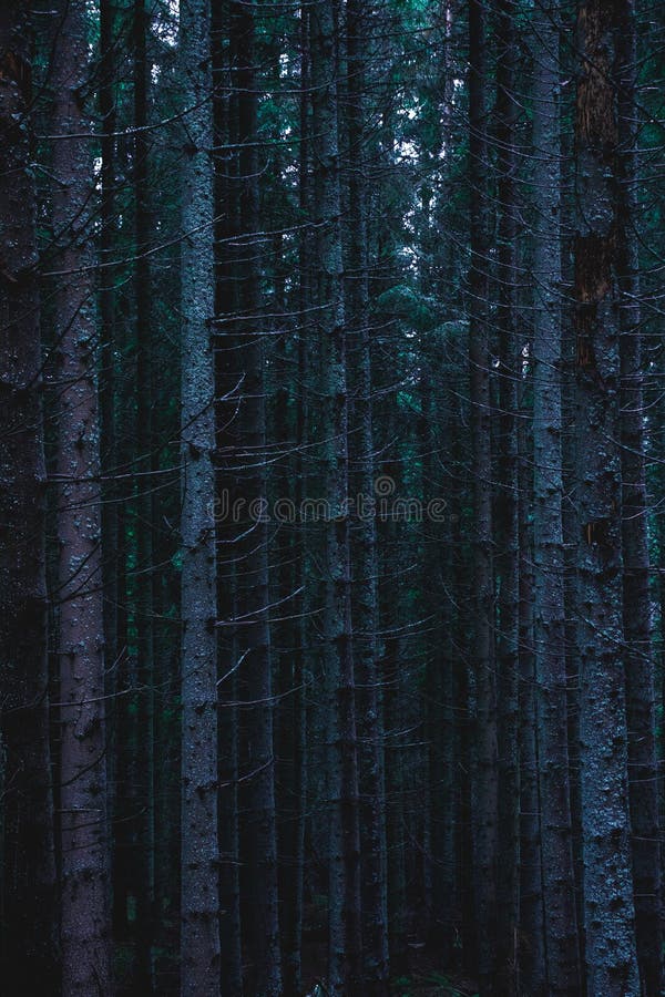 Pine Forest, Long Empty Trees Stock Photo - Image of landscape, morning ...