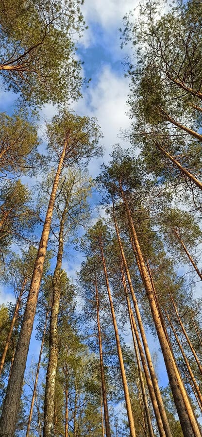 Pine Forest Looking Up To the Tree Crowns and Blue Sky. Stock Photo ...
