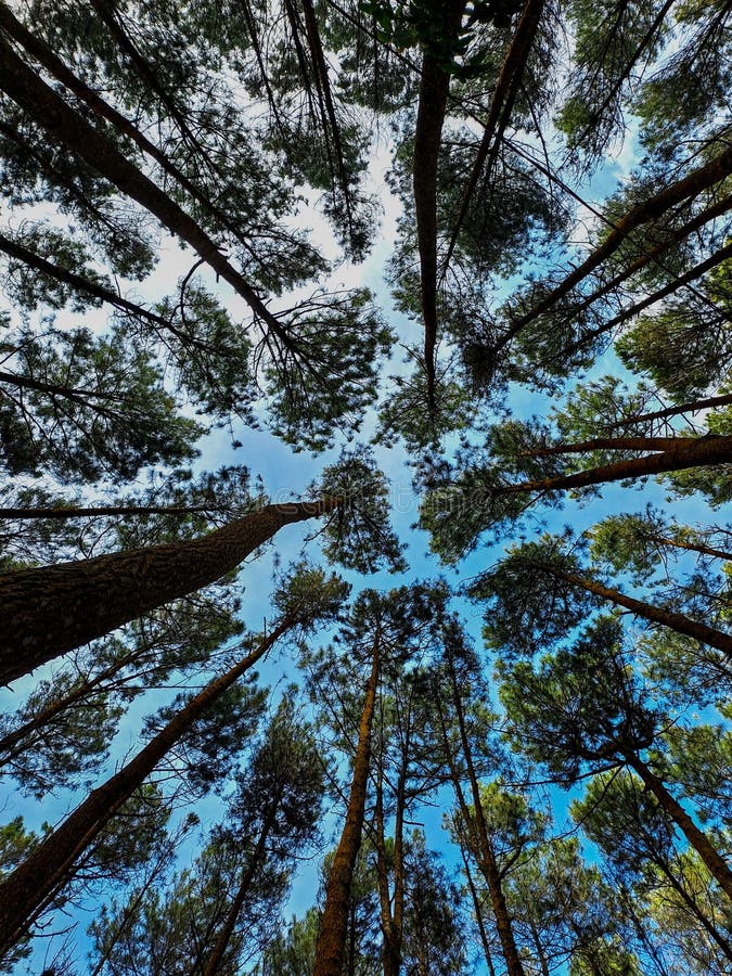 The Pine Forest Looks Beautiful from Below Stock Photo - Image of ...