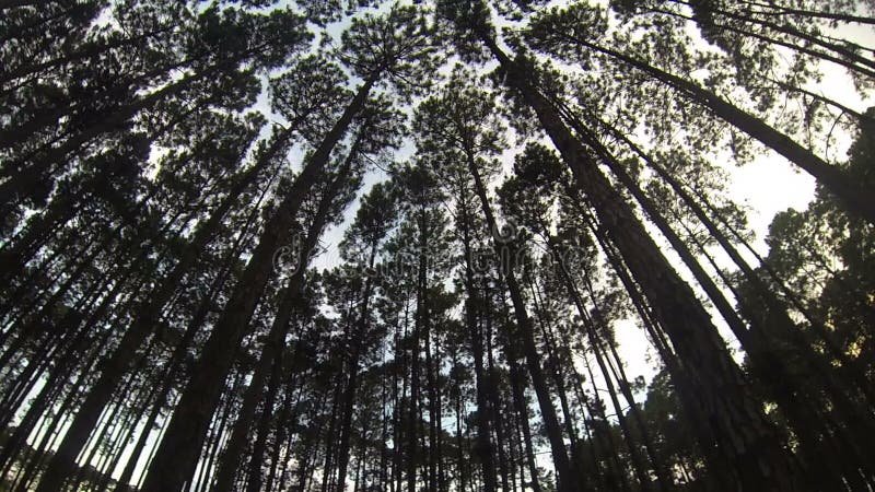 Pine Forest Loop stock video. Video of woods, forest - 37046098