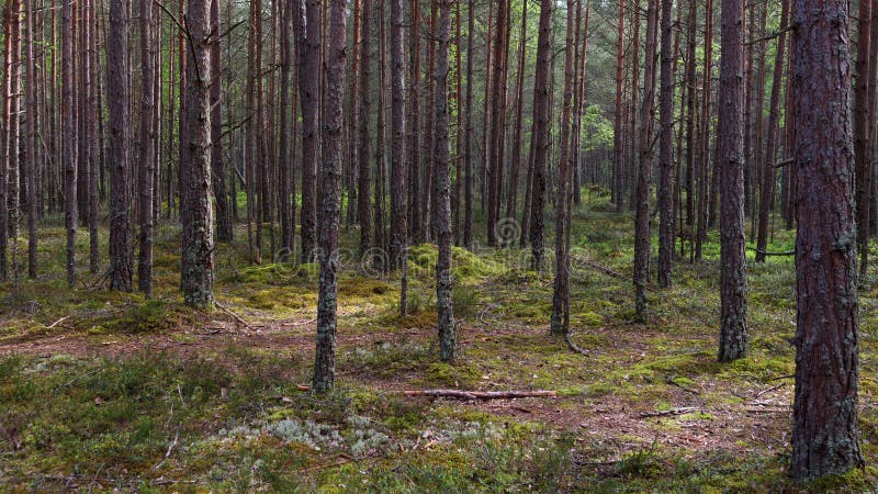 Pine Forest. Lots of Tree Trunks Stock Photo - Image of view, green ...