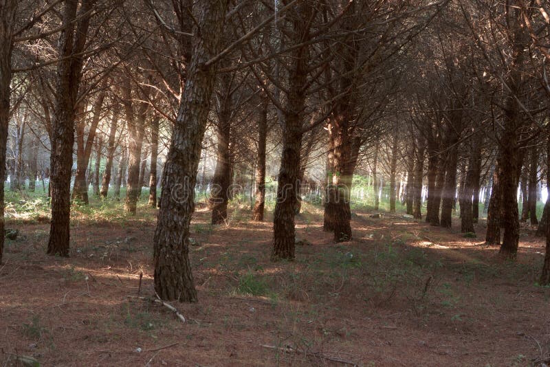 Pine Forest. Many Tall Pine Trees Growing in the Forest on the Ground ...