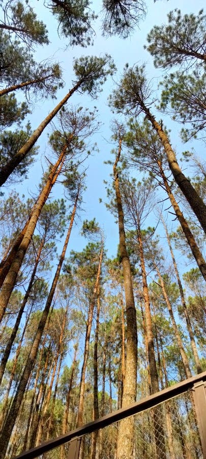 Pine Forest with Many Towering Trees Stock Photo - Image of forest ...