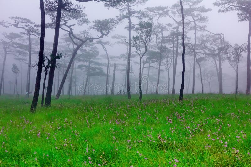Pine Forest with Mist and Wildflowers Field Stock Photo - Image of head ...