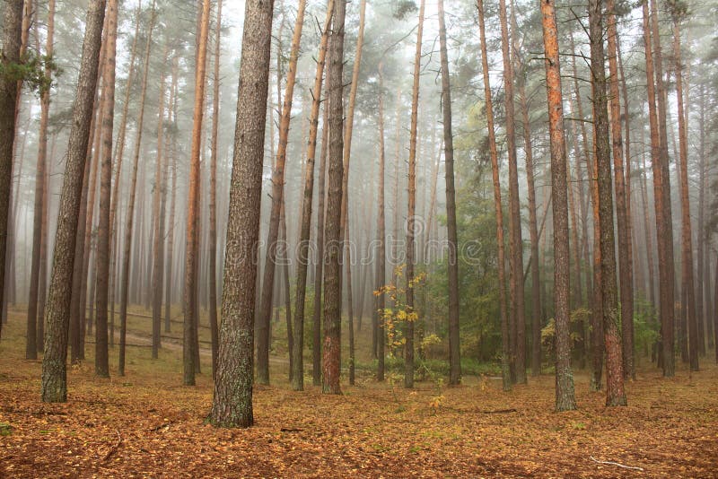 Pine forest in morning fog stock image. Image of jungle - 45335343
