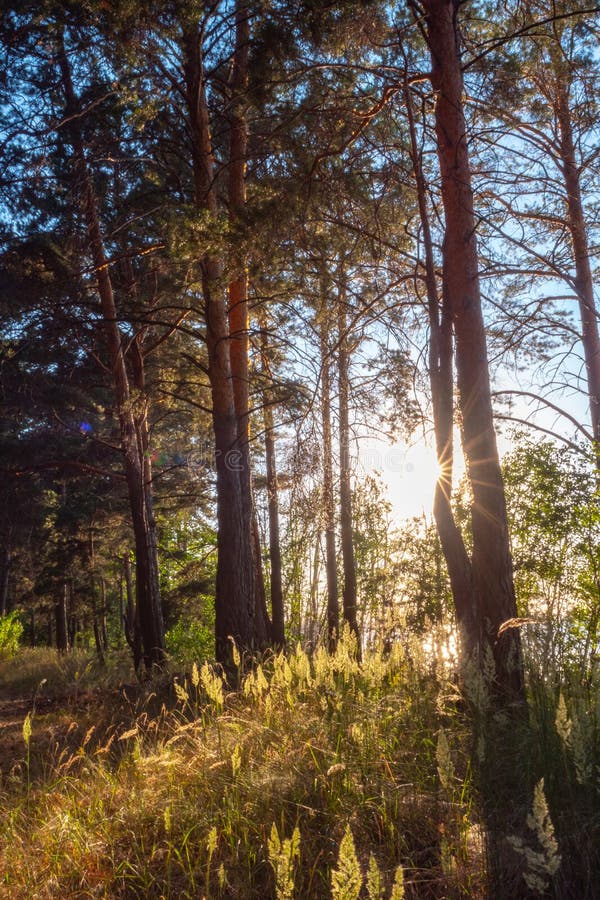 Pine Forest with Morning Sunlight. Pine Forest with Morning Sunlight ...