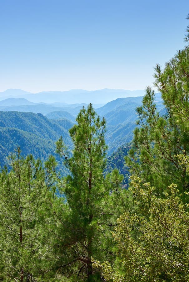 Pine Forest in Mountain Area - Turkey. an Image of Pine Forest in ...