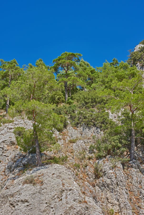 Pine Forest in Mountain Area - Turkey. an Image of Pine Forest in ...