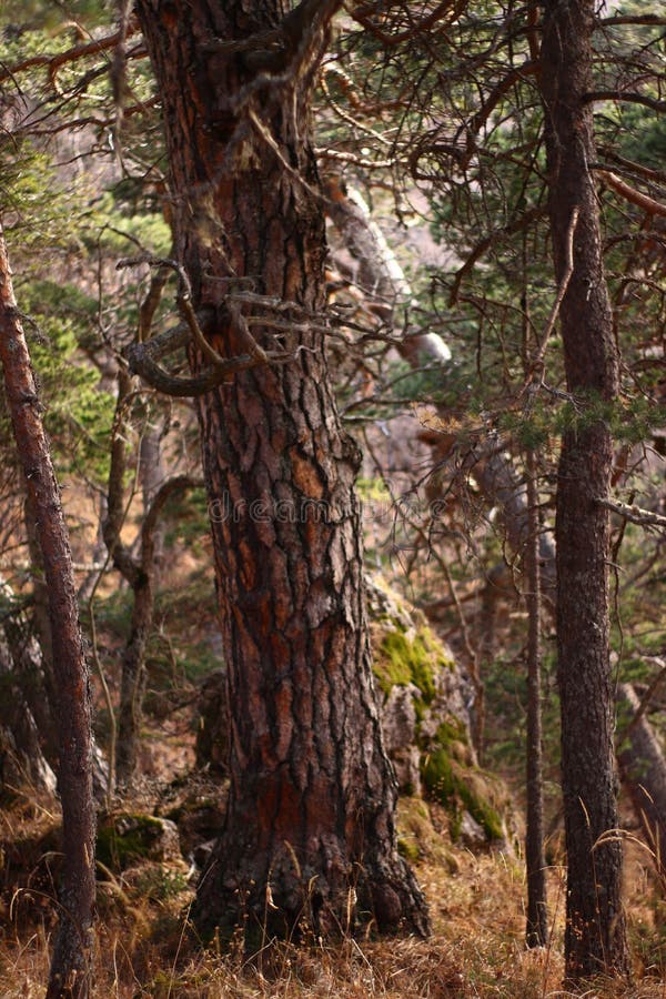 Pinery stock image. Image of trail, mountains, pine - 264812215