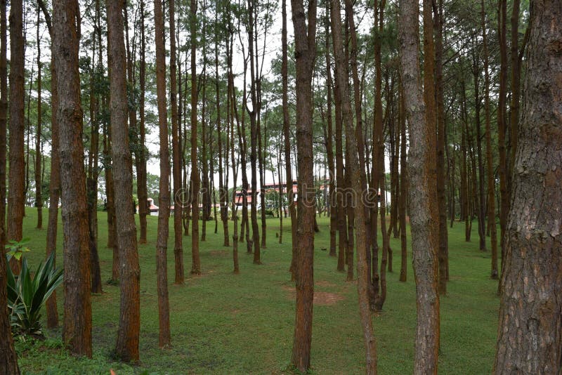 Pine forest stock photo. Image of forest, rainforest - 77865940