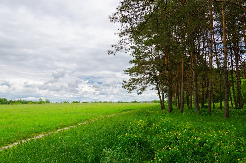 Pine Forest Near Green Field with Footpath Stock Image - Image of ...