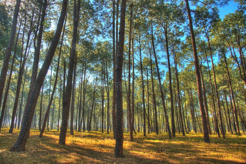 Netarhat Forest Stock Photos - Free & Royalty-Free Stock Photos from ...