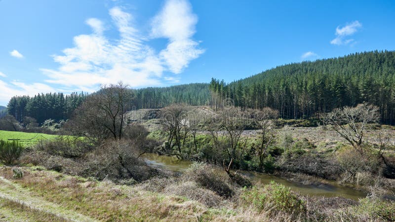 Pine forest in New Zealand stock image. Image of trees - 113236129