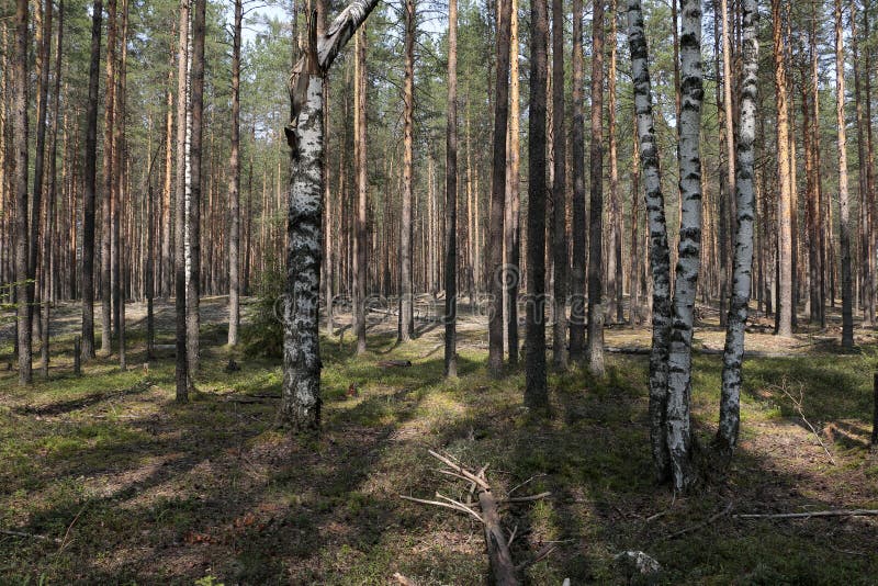 Pine Forest in a Nice Summer Stock Image - Image of bushes, meadow ...