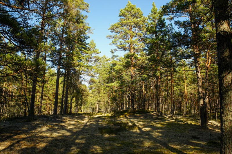 After Noon in the Forest with Aspens and Snow Stock Photo - Image of ...