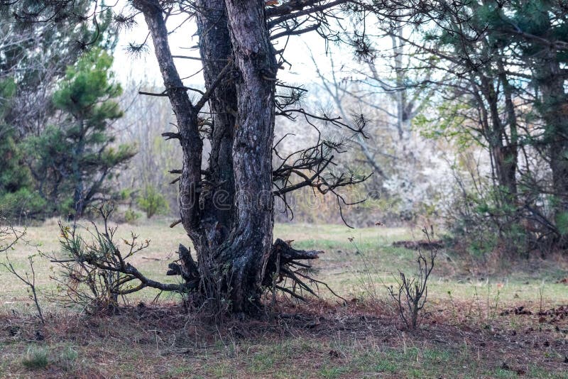 Pine Forest. Old Pine Tree in the Forest Stock Image - Image of natural ...