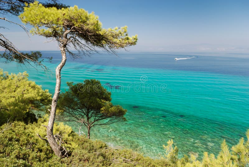 Pine forest over sea stock image. Image of scene, green - 17220753