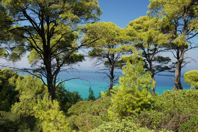 Pine forest over sea stock photo. Image of terrain, chalkidiki - 17324606