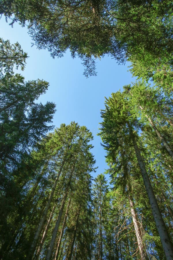Pine forest over the sky stock image. Image of tree, blue - 70480743