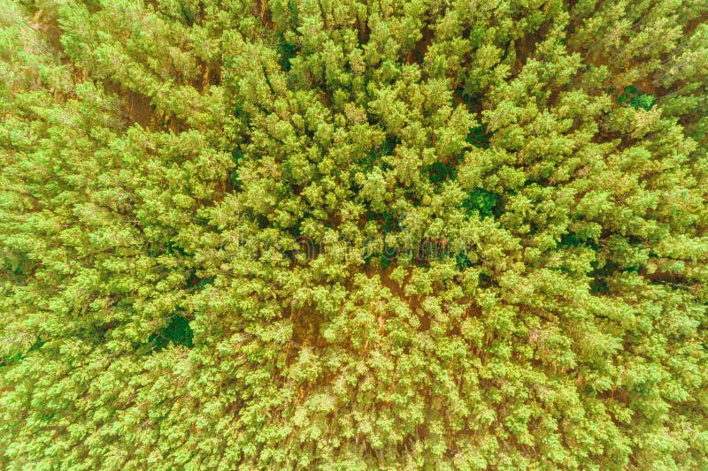 Pine Forest, Overhead View from a Drone. Background for Textures Stock ...
